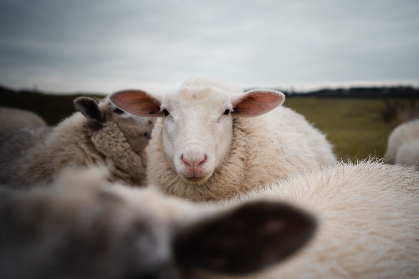 Responsible Wool Standard (RWS): Scope & Animal Welfare – Meridian Mill ...
